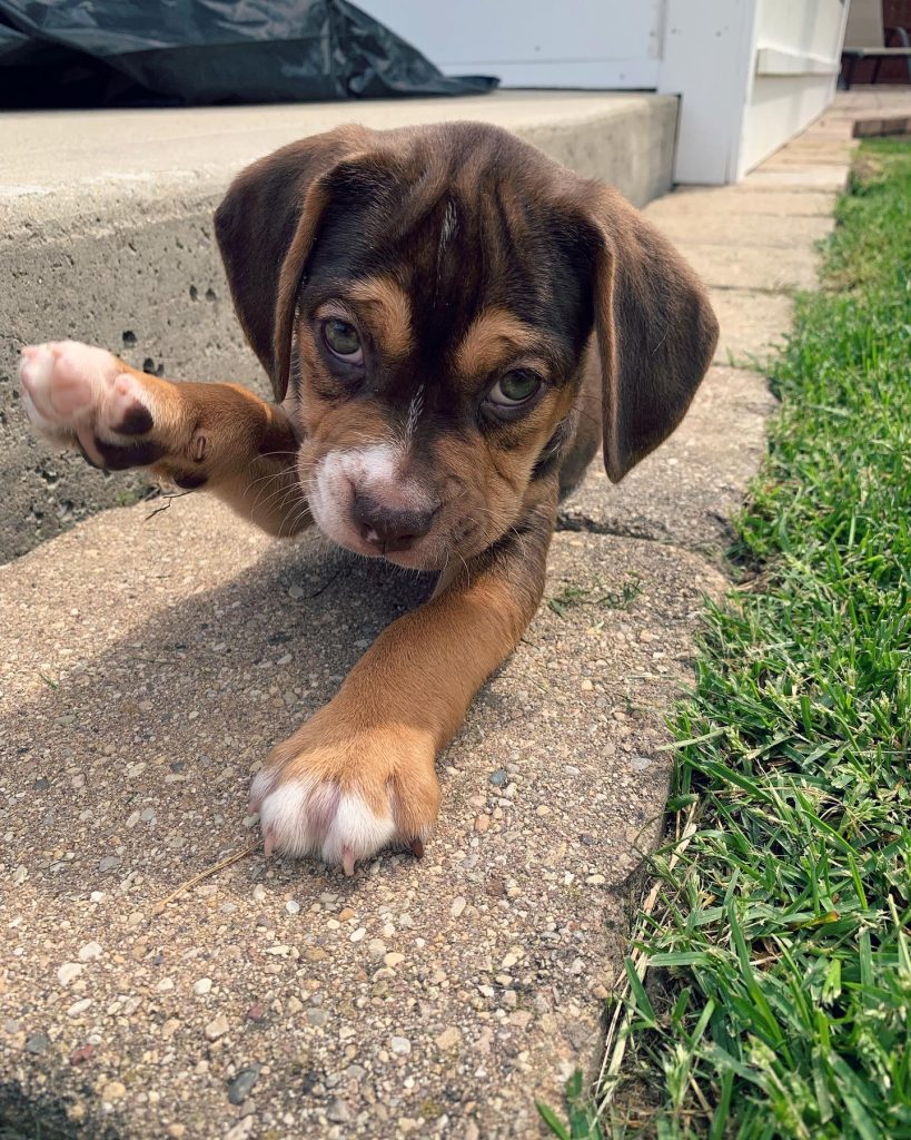 Perfect Puppy! | Puppies Of Indiana