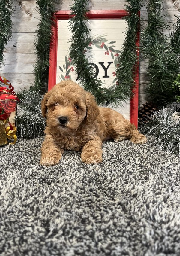 Home | Puppies Of Indiana