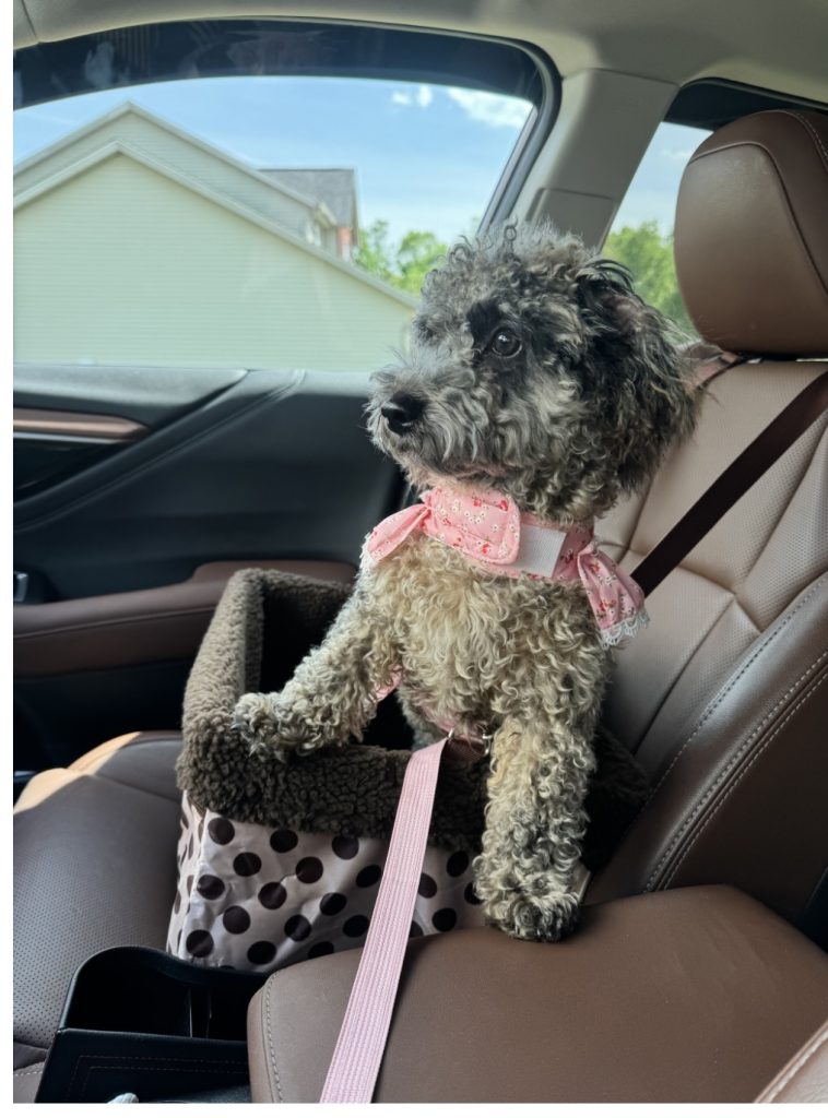 Home | Puppies Of Indiana