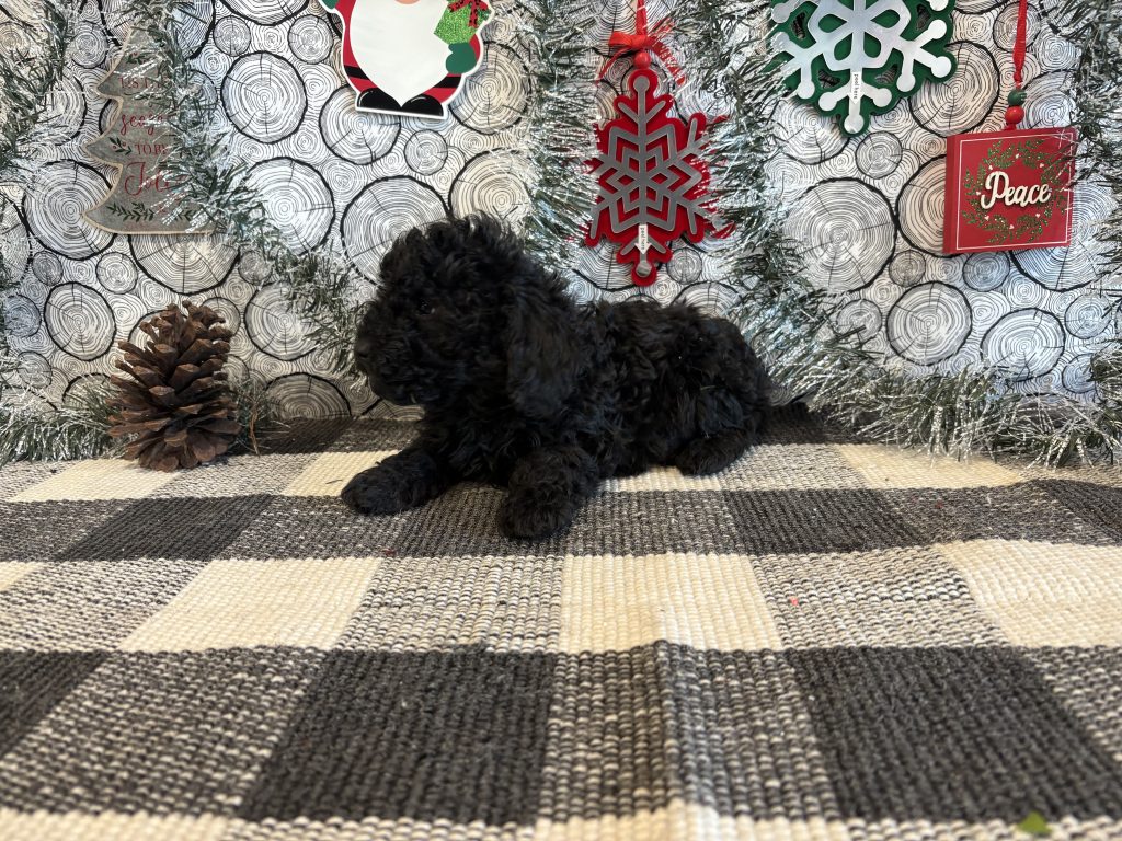 Max | Puppies Of Indiana