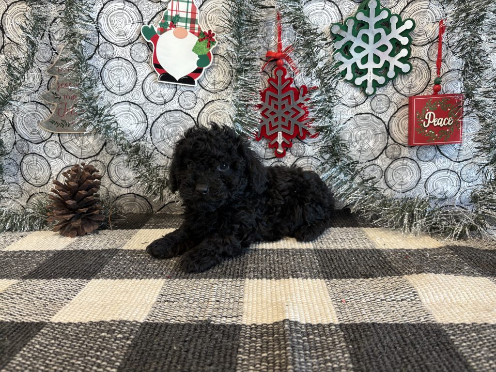 Max | Puppies Of Indiana