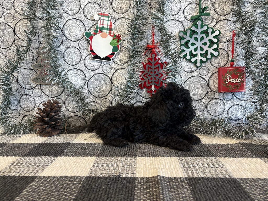 Max | Puppies Of Indiana