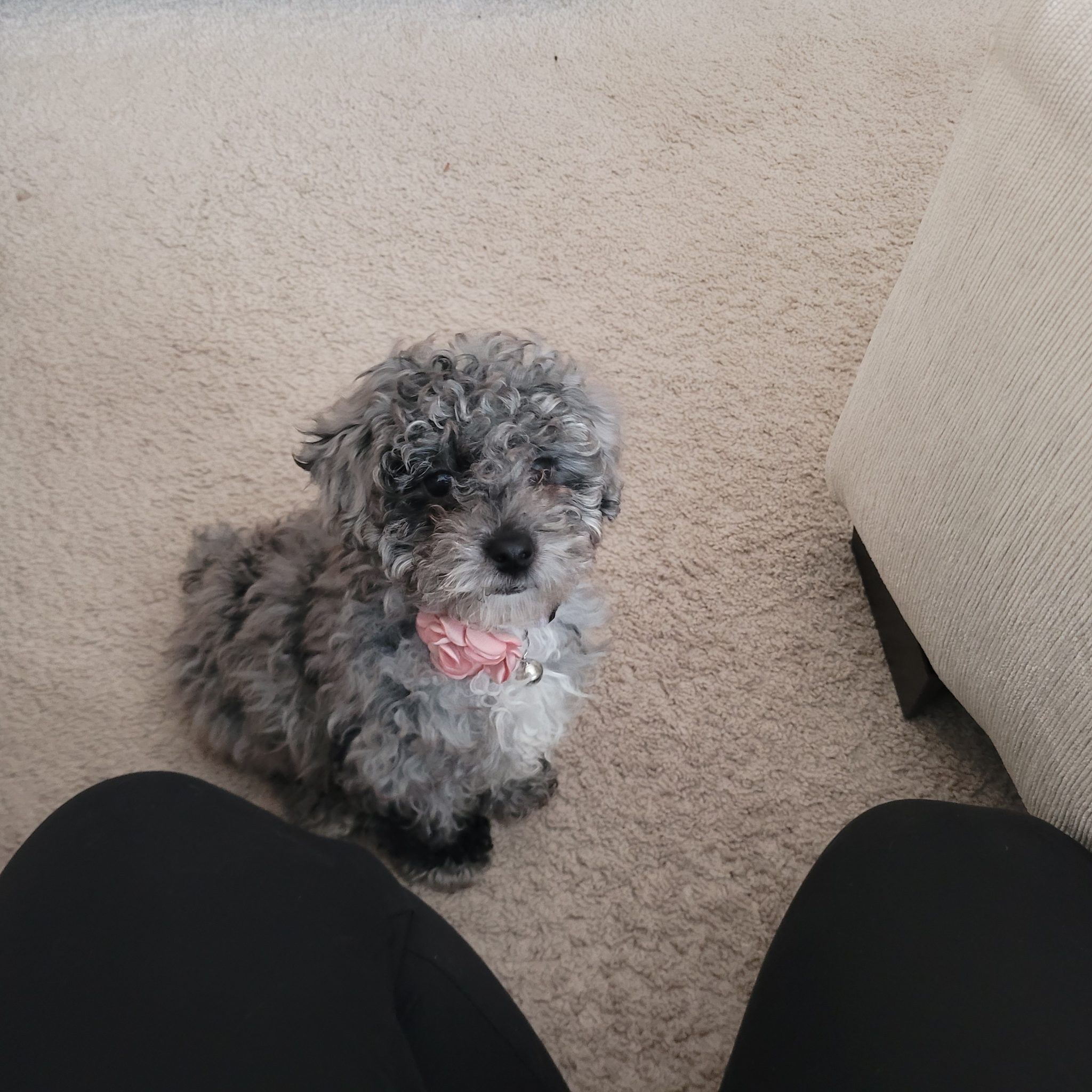 Home | Puppies Of Indiana