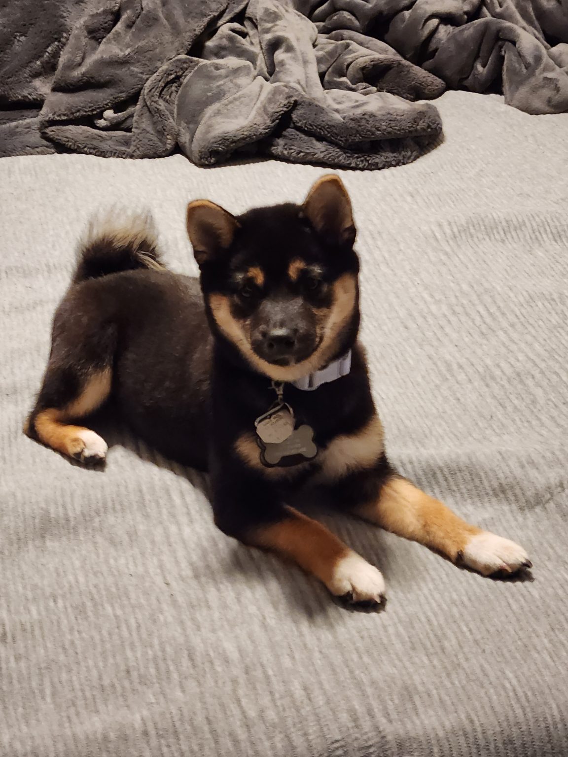 Home | Puppies Of Indiana