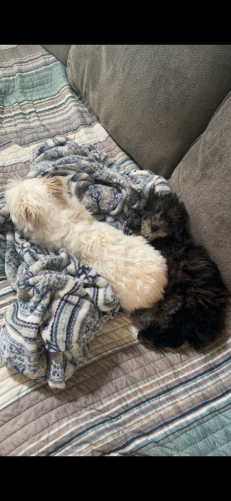 Such A Sweet Poodle Puppy! | Puppies Of Indiana