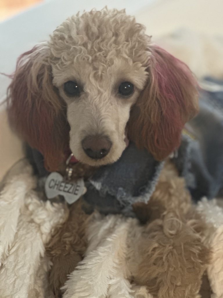 We Love Our Girl | Puppies Of Indiana