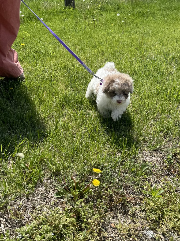 Love Our New Poodle Pup! | Puppies Of Indiana