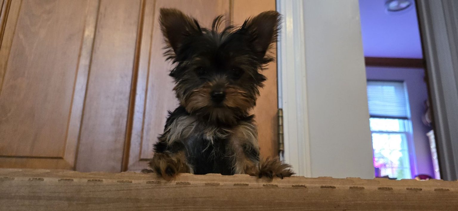 Home | Puppies Of Indiana